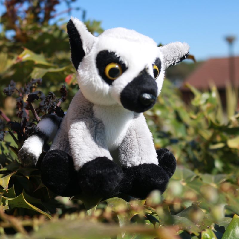 Lemur - Small Soft Toy – Yorkshire Wildlife Park