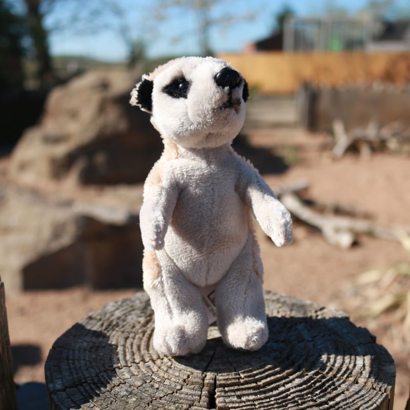 Meerkat - Small Soft Toy – Yorkshire Wildlife Park
