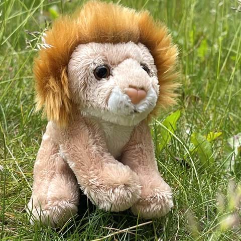 Lion - Small Soft Toy – Yorkshire Wildlife Park