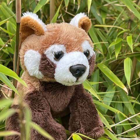 Red Panda - Small Soft Toy – Yorkshire Wildlife Park